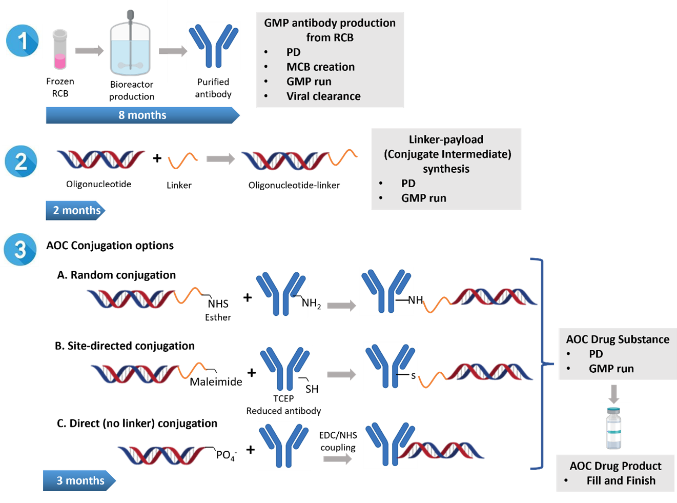 Antibody-Oligonucleotide Conjugates Clinical Manufacturing – A new ...